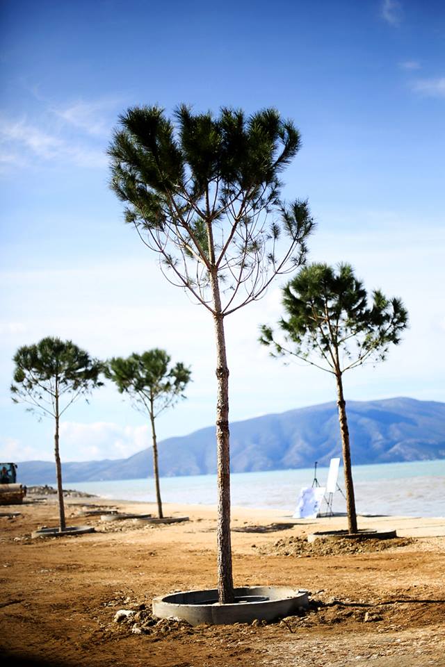 FOTOT/ Era e fortë përmbys pemët e vendosura nga Rama në Vlorë