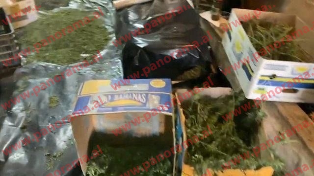 FOTOLAJM/ Kanabis i varur për tharje në tavan dhe në kartona, dalin ...