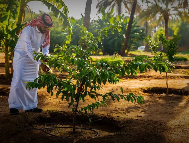 Arabia Saudite nis projektin gjigant të pyllëzimit, synon të mbjellë 10 ...