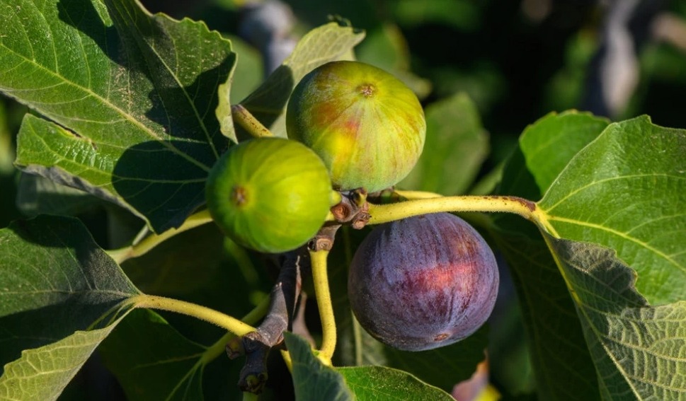 They hide incredible health benefits, how to use fig leaves and syrup